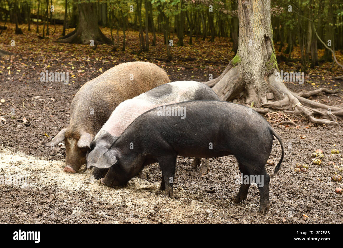 Colorful bentheimer pigs hi-res stock photography and images - Alamy