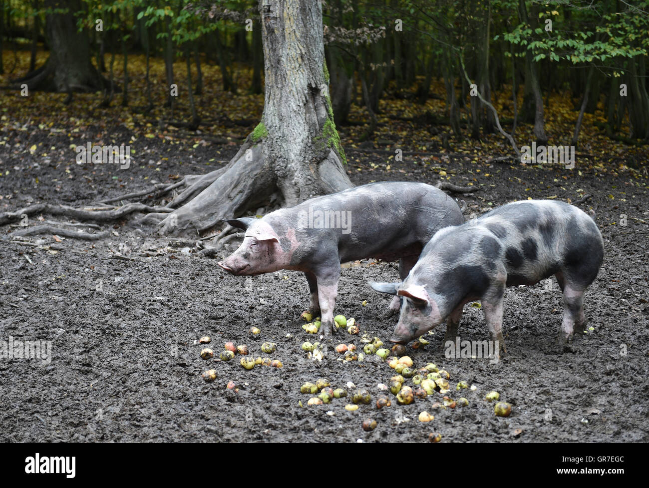 Colorful pigs hi-res stock photography and images - Alamy