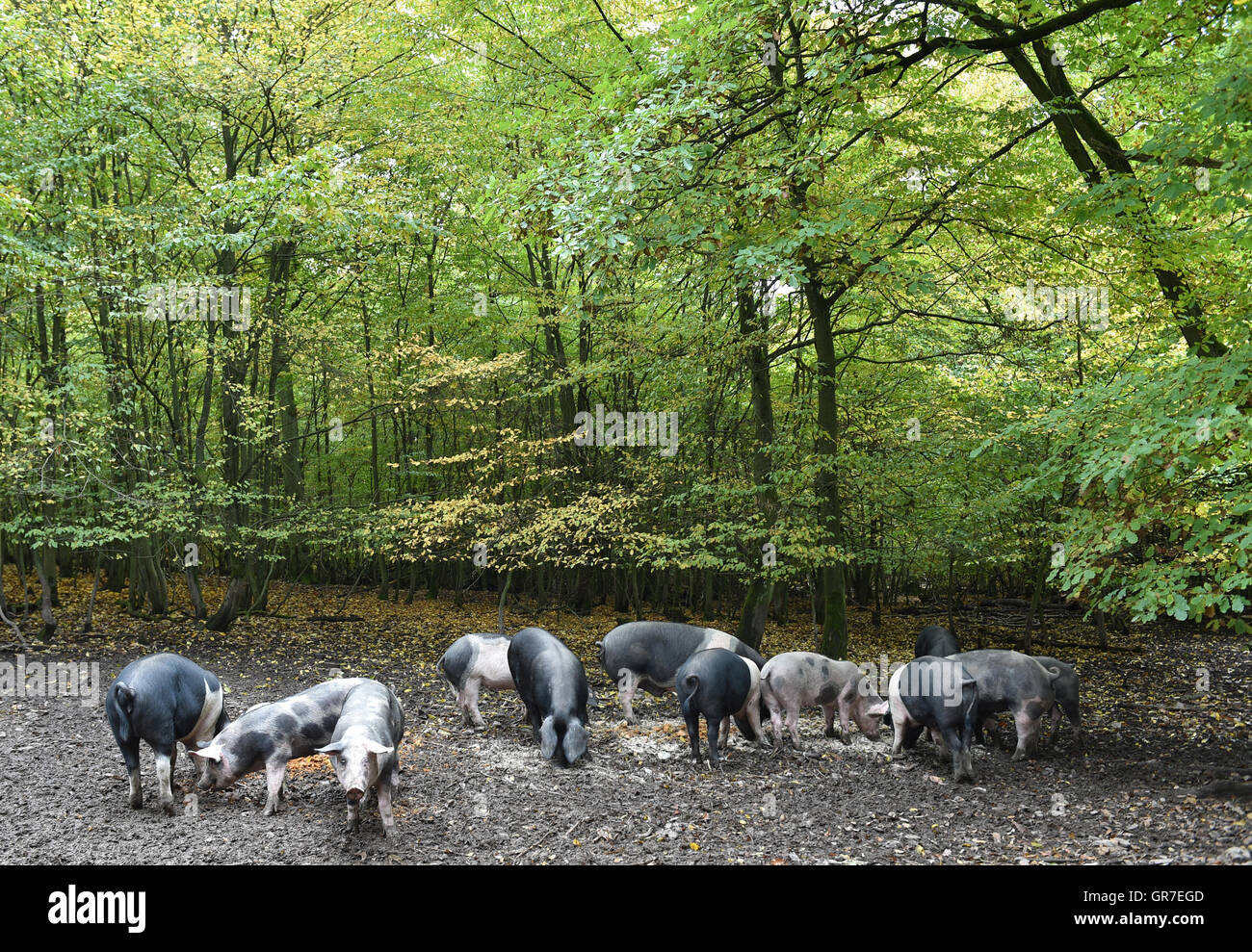 Pigs In The Forest Stock Photo - Alamy