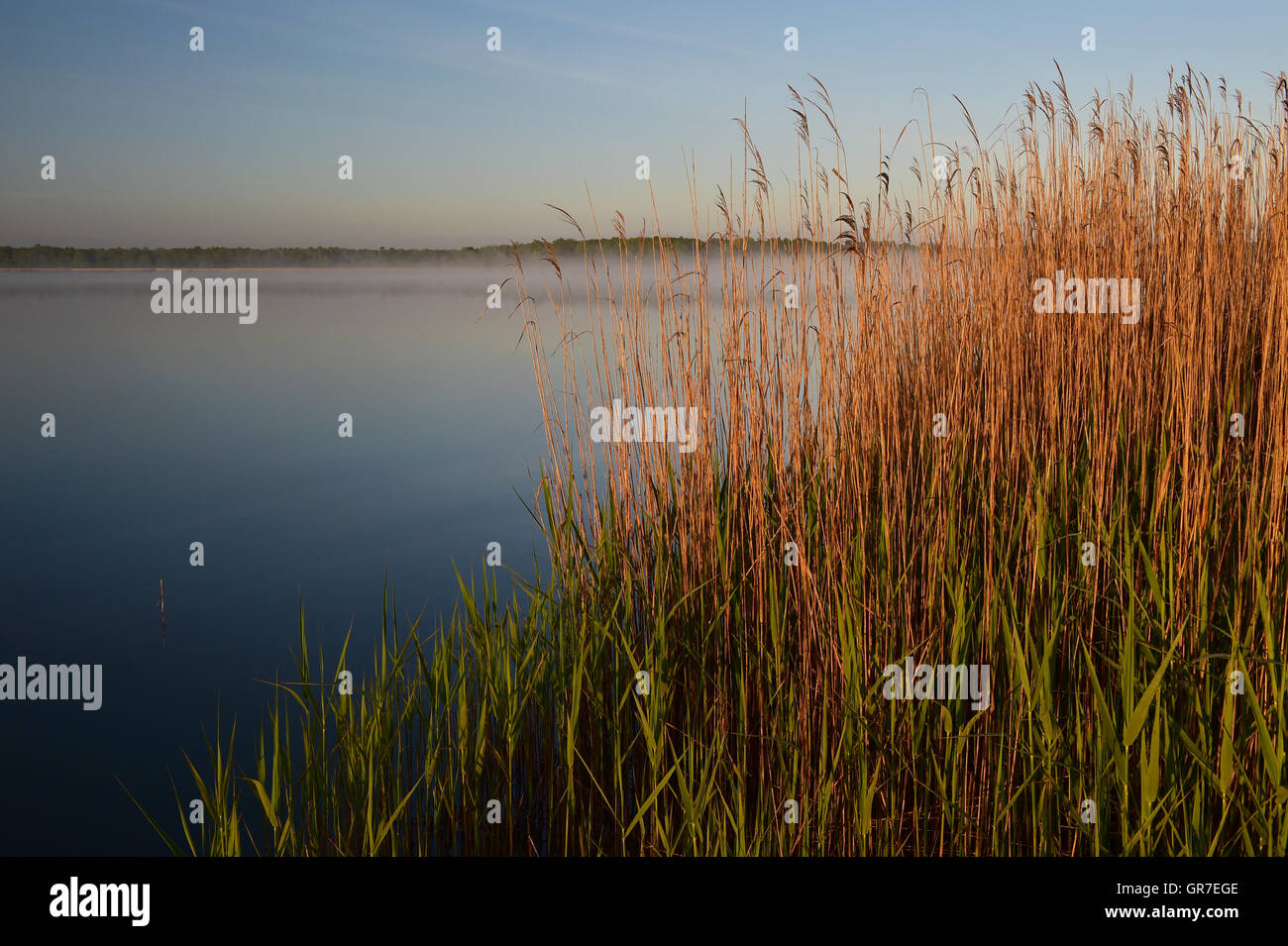 Reed lakes hi-res stock photography and images - Alamy