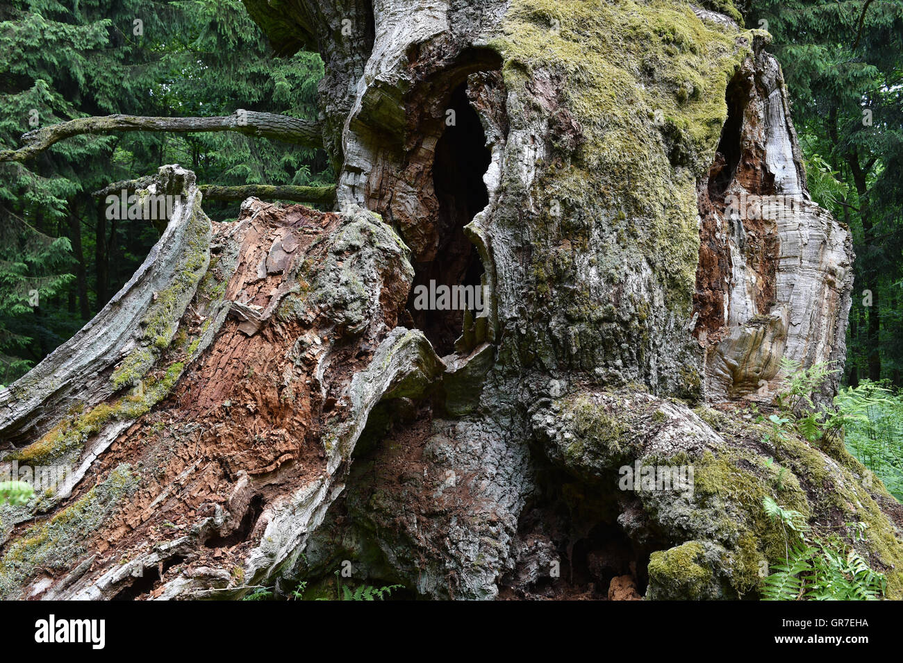 Sick oak hi-res stock photography and images - Alamy