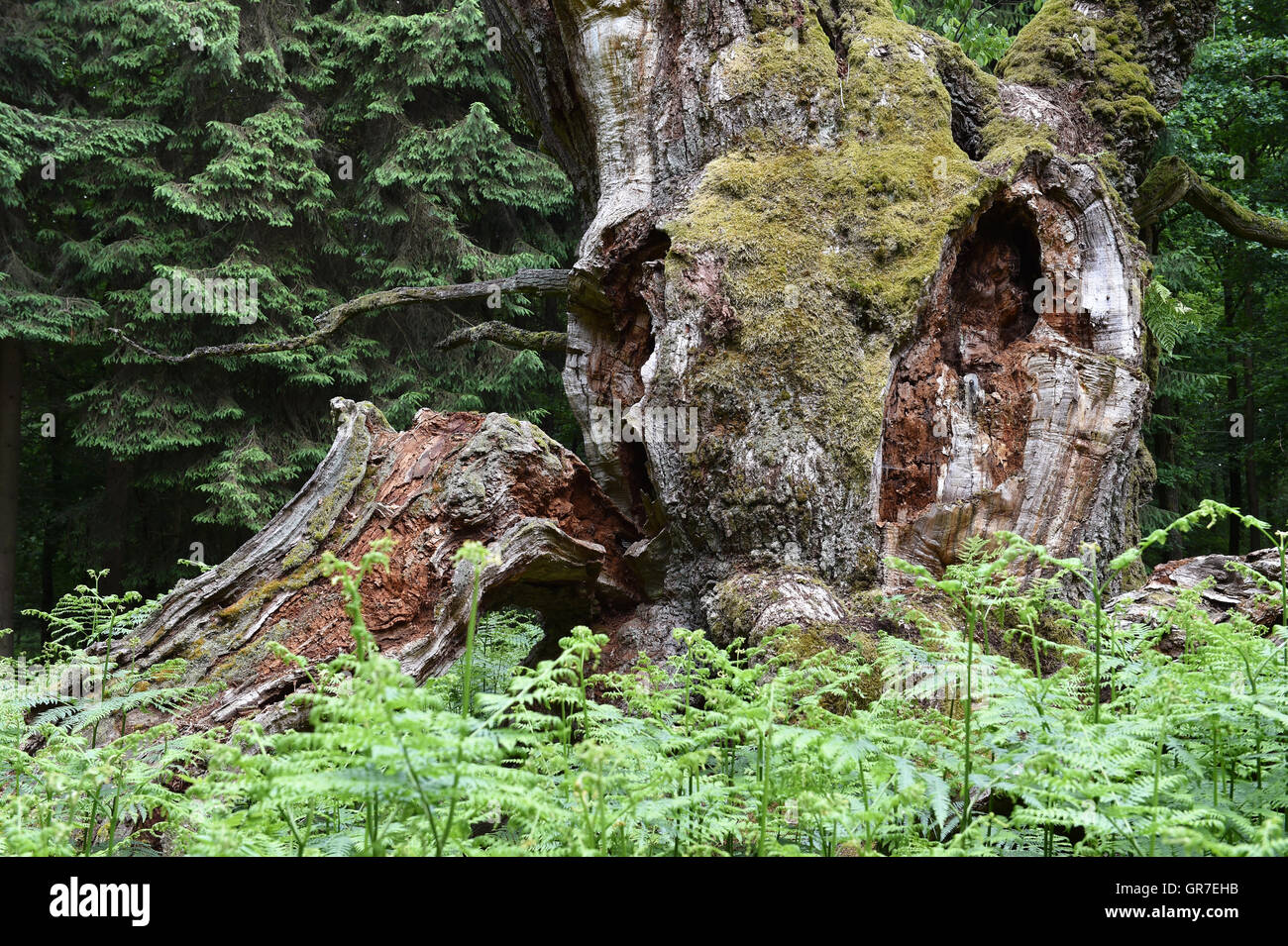 Sick oak hi-res stock photography and images - Alamy