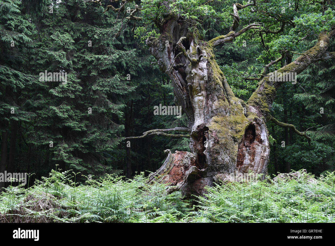 Sick oak hi-res stock photography and images - Alamy