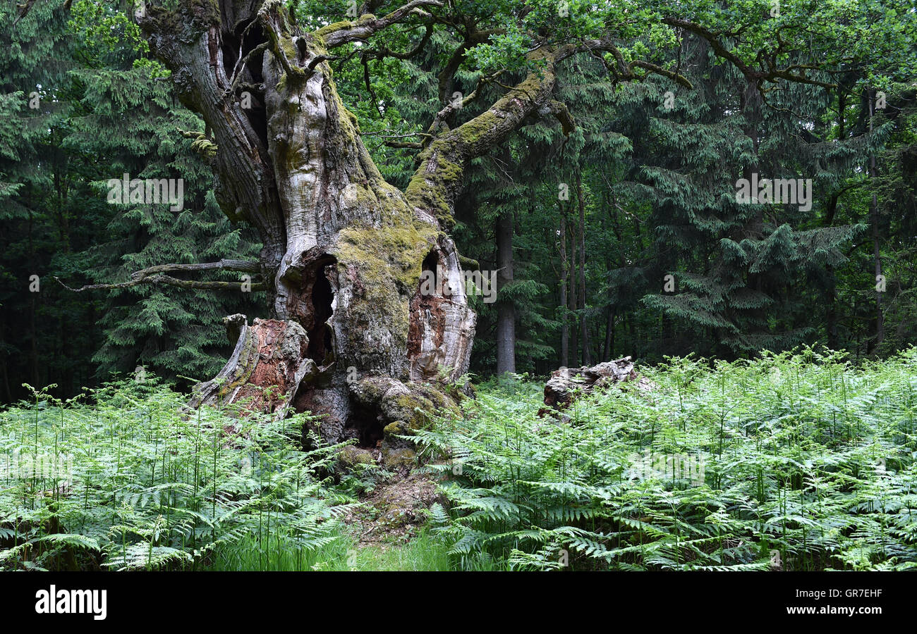 Bracken in the jungle hi-res stock photography and images - Alamy