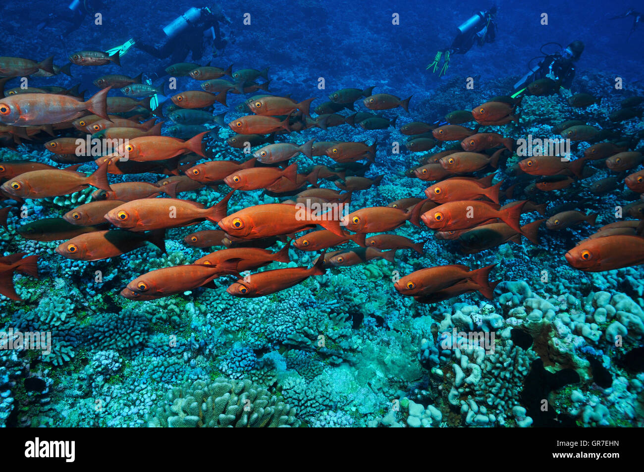 Soldier fish polynesia hi-res stock photography and images - Alamy