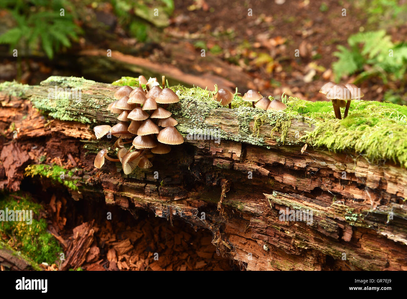 Blood bark hi-res stock photography and images - Alamy
