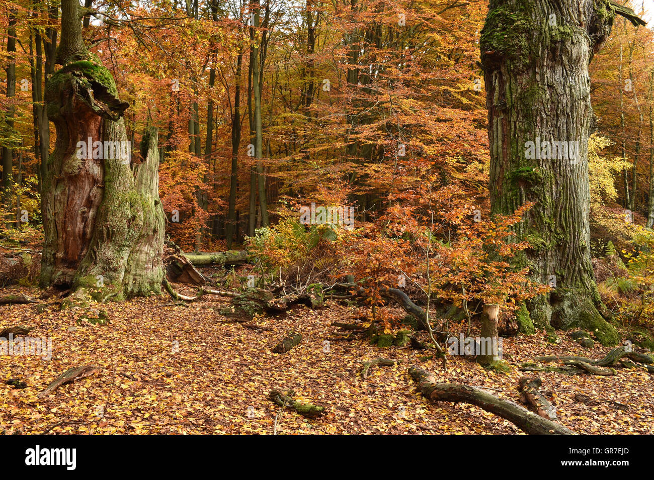 Deciduous woody plants hi-res stock photography and images - Alamy