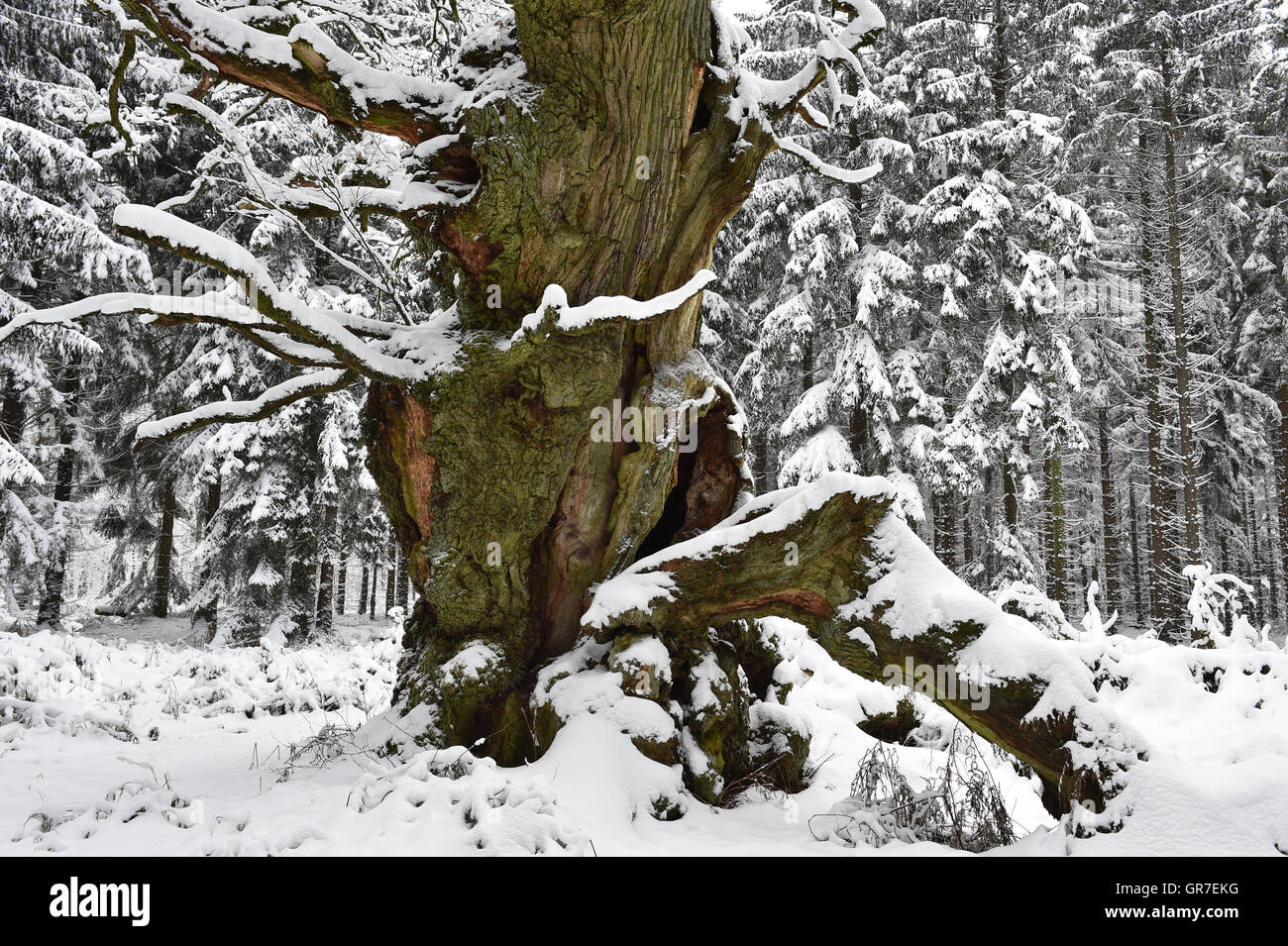Oak In Snow Stock Photo - Alamy