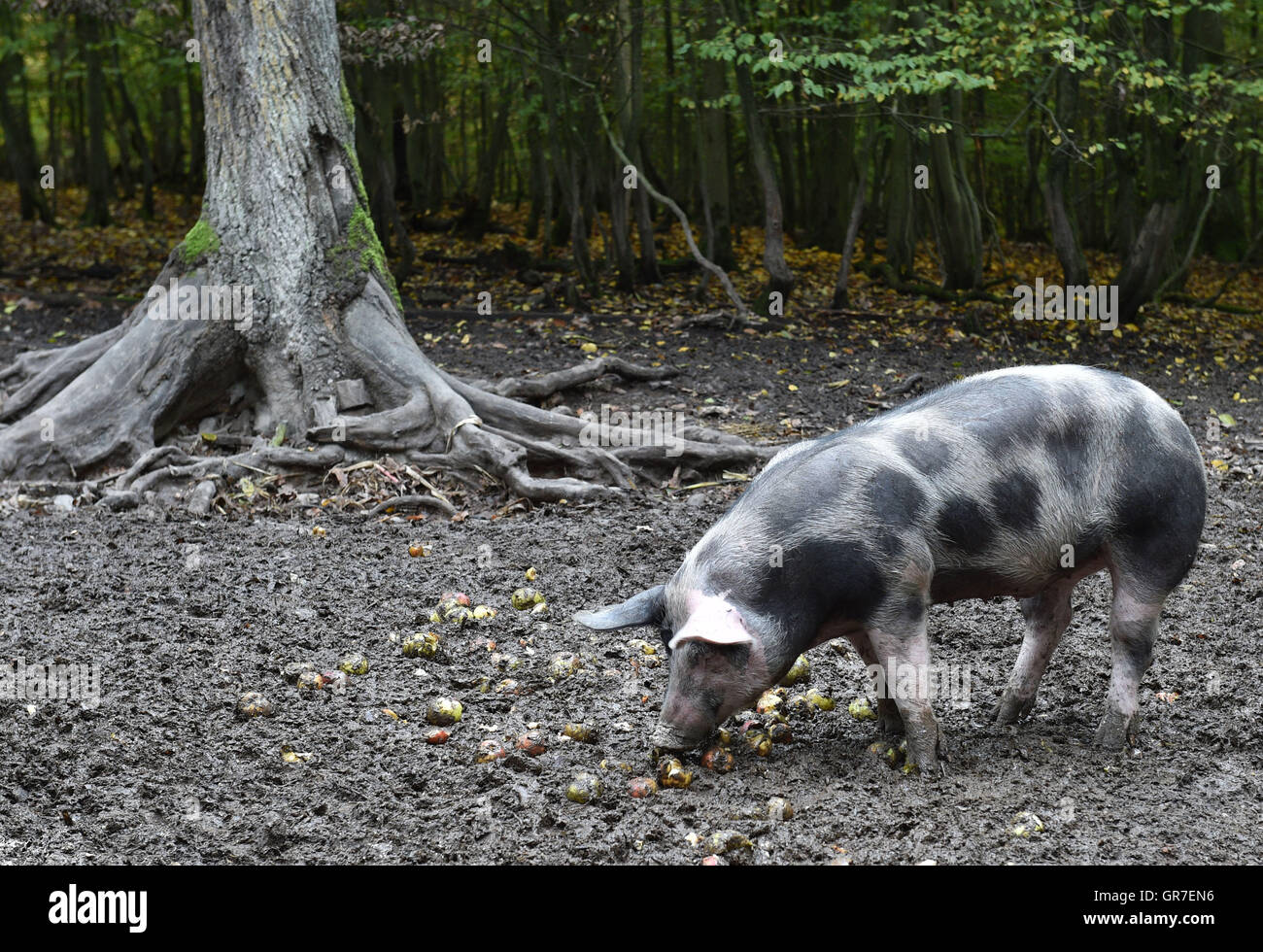 Pig in the woods hi-res stock photography and images - Alamy