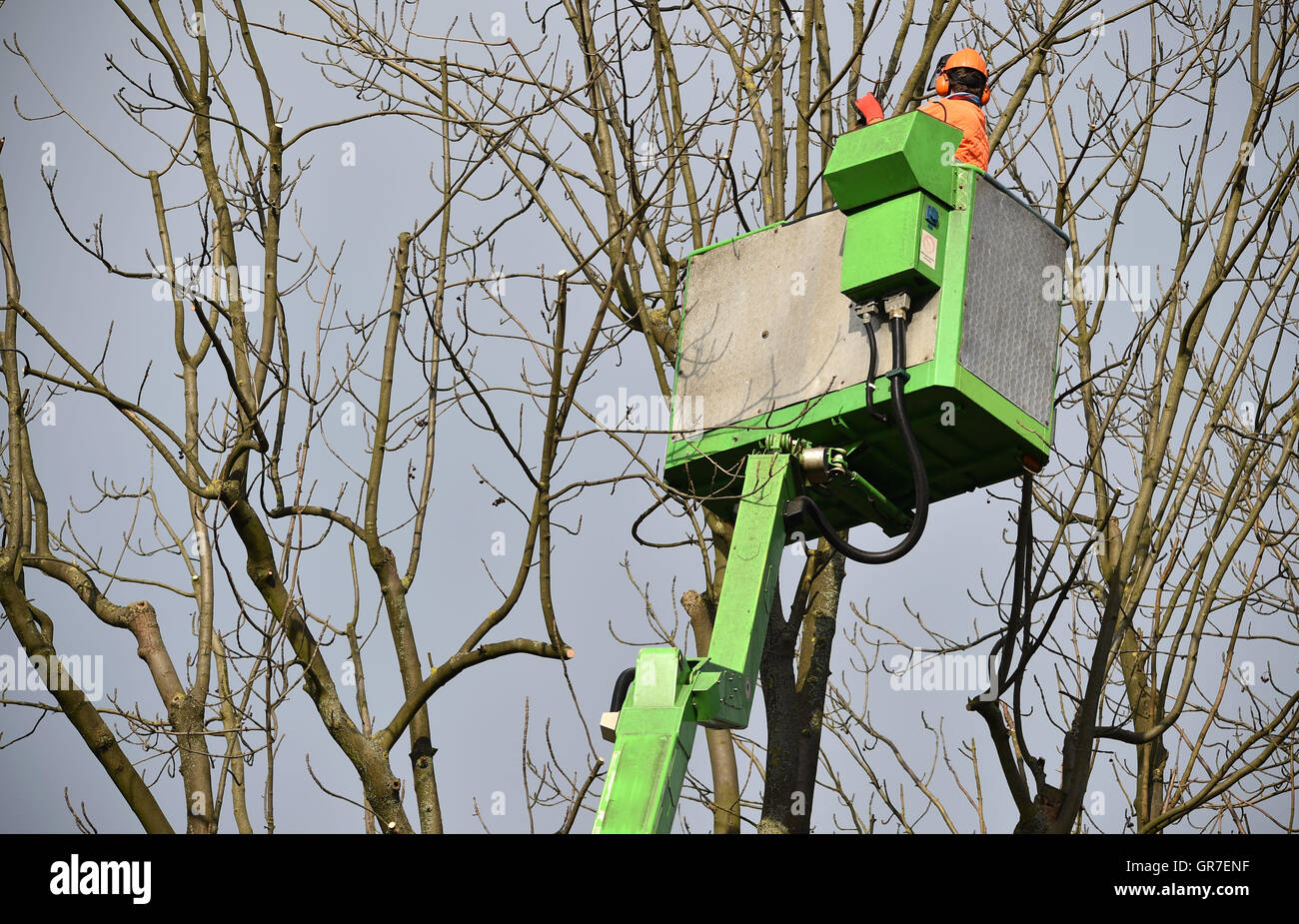 Cutting tree hi-res stock photography and images - Alamy