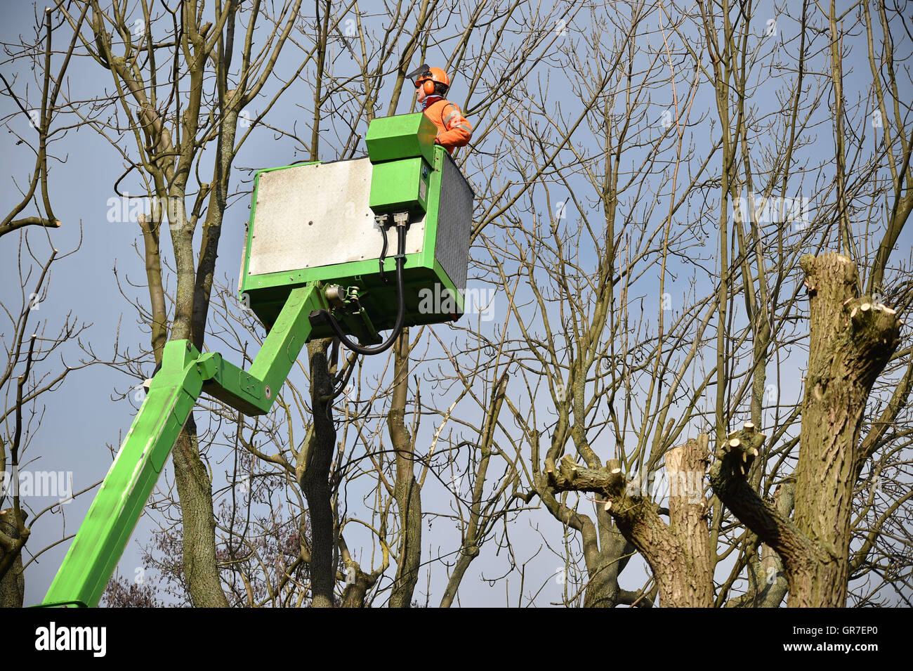 Cutting tree hi-res stock photography and images - Alamy
