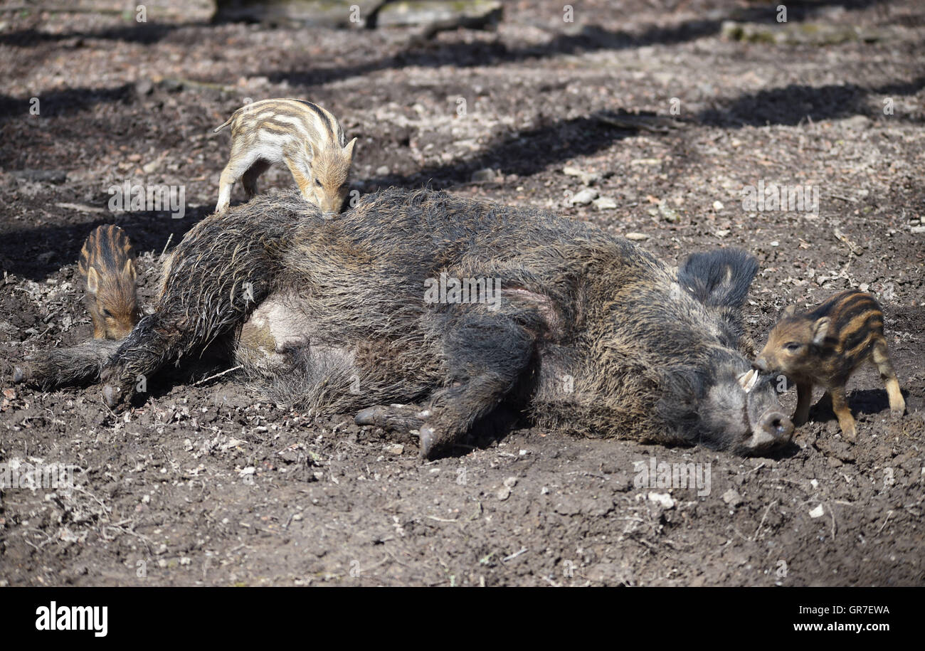 Suidae family hi-res stock photography and images - Alamy