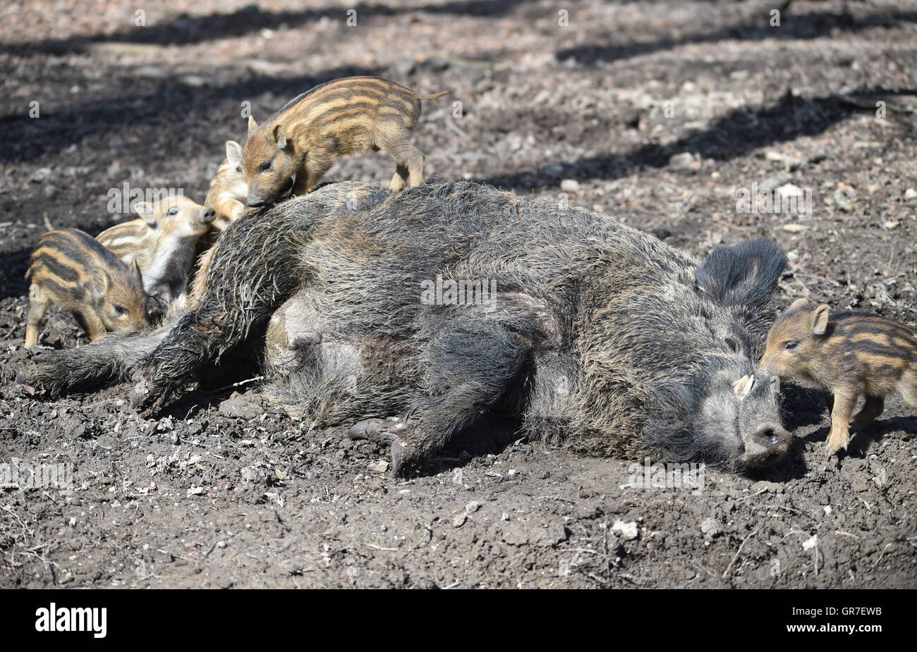 Suidae family hi-res stock photography and images - Alamy