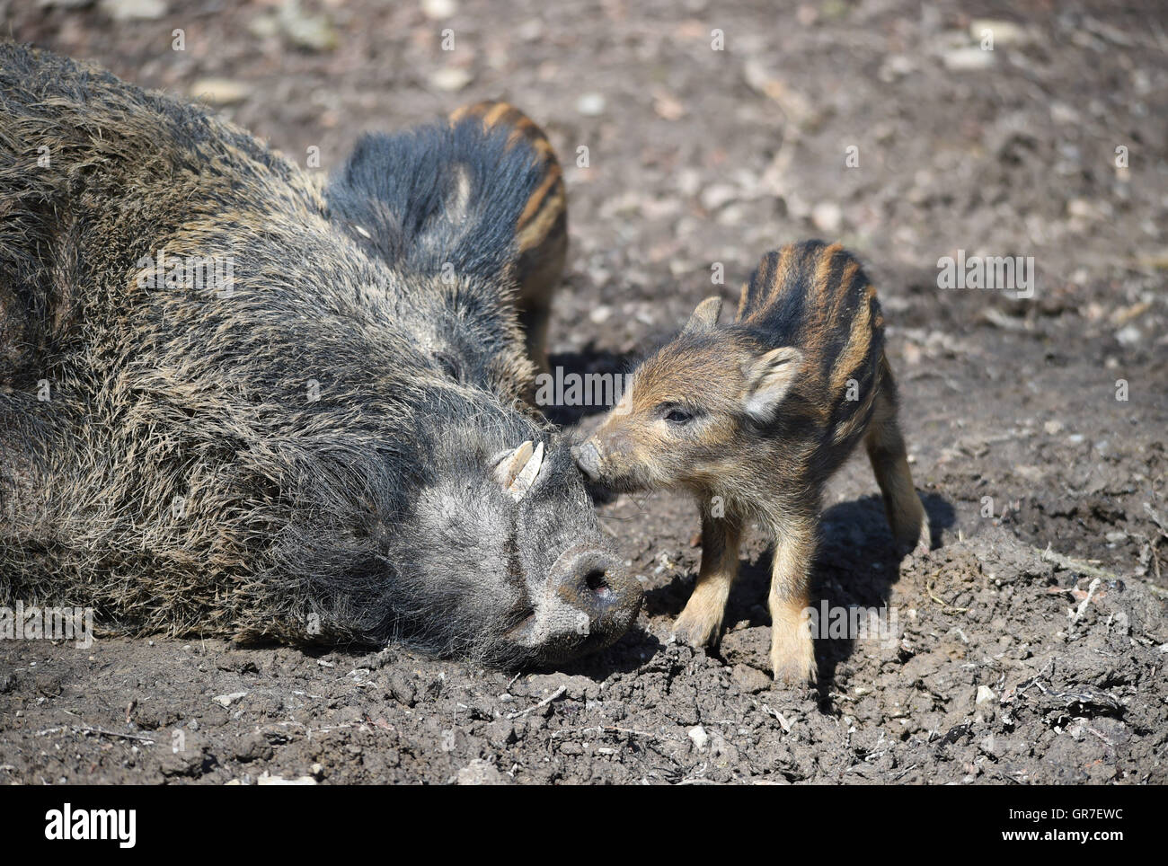 Suidae family hi-res stock photography and images - Alamy