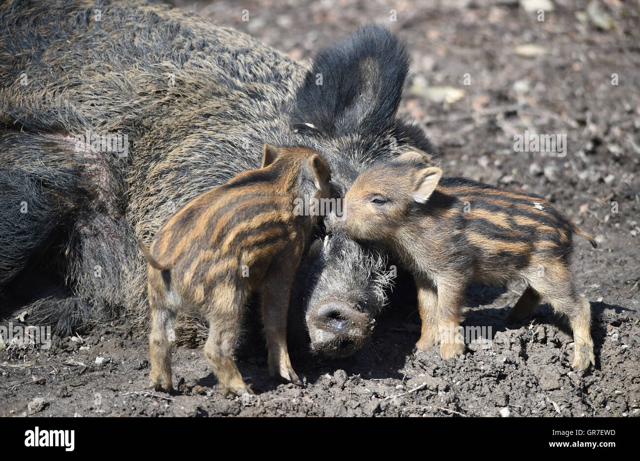 Suidae susscrofa hi-res stock photography and images - Alamy
