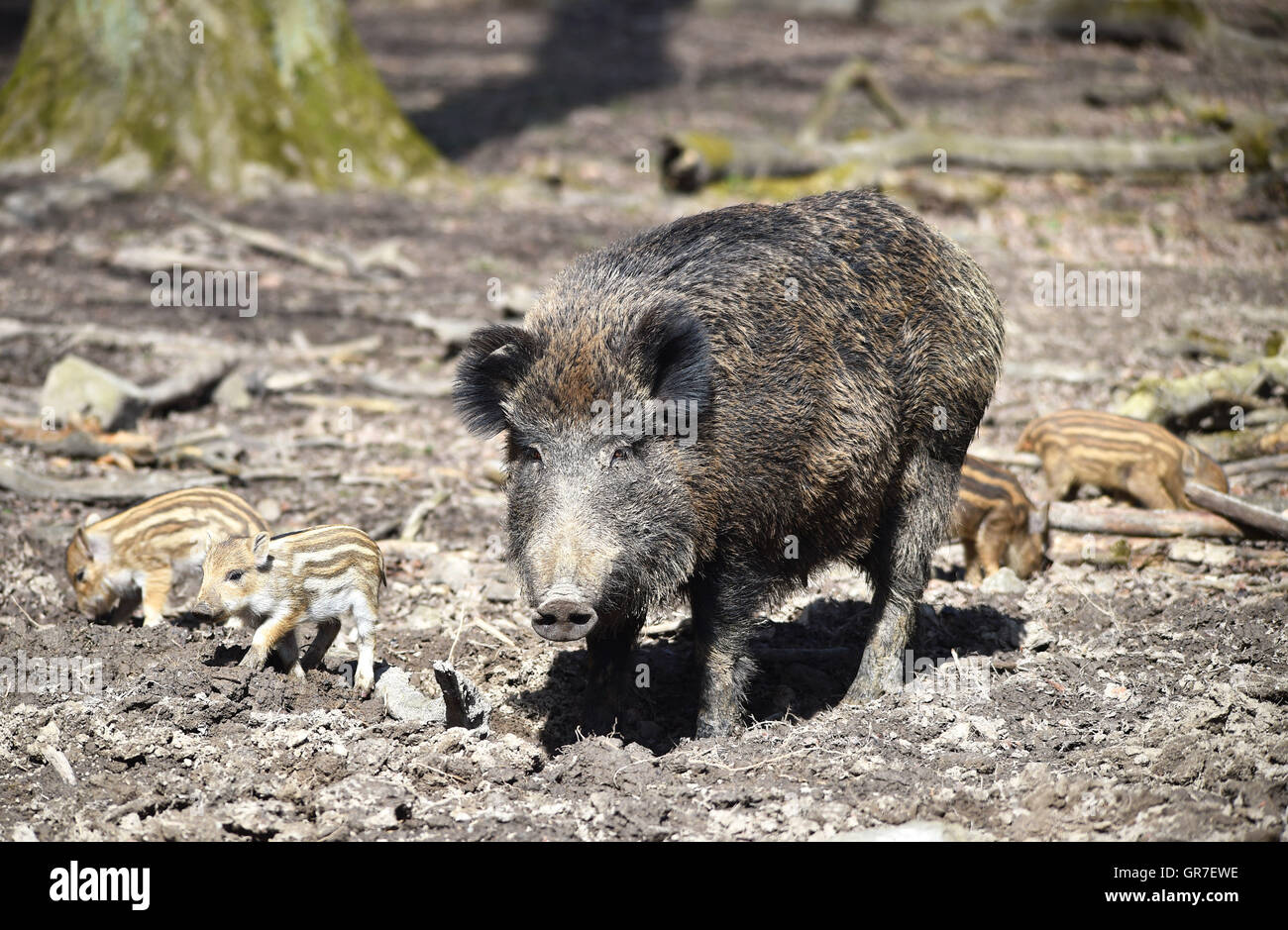 Wild boar family hi-res stock photography and images - Alamy