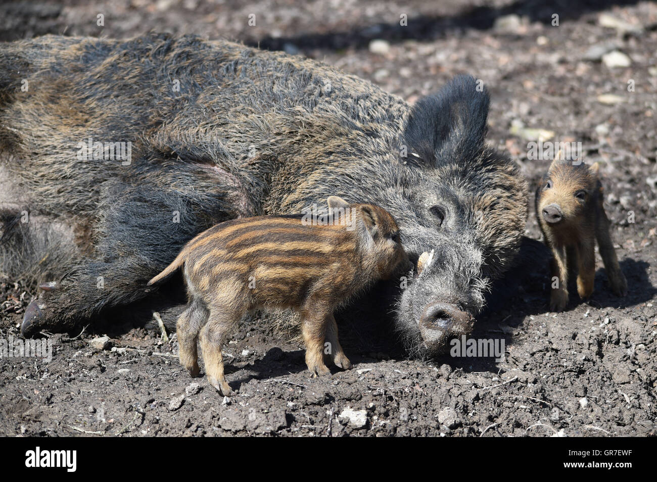 Piglet And Sleeping Boar Stock Photo - Alamy