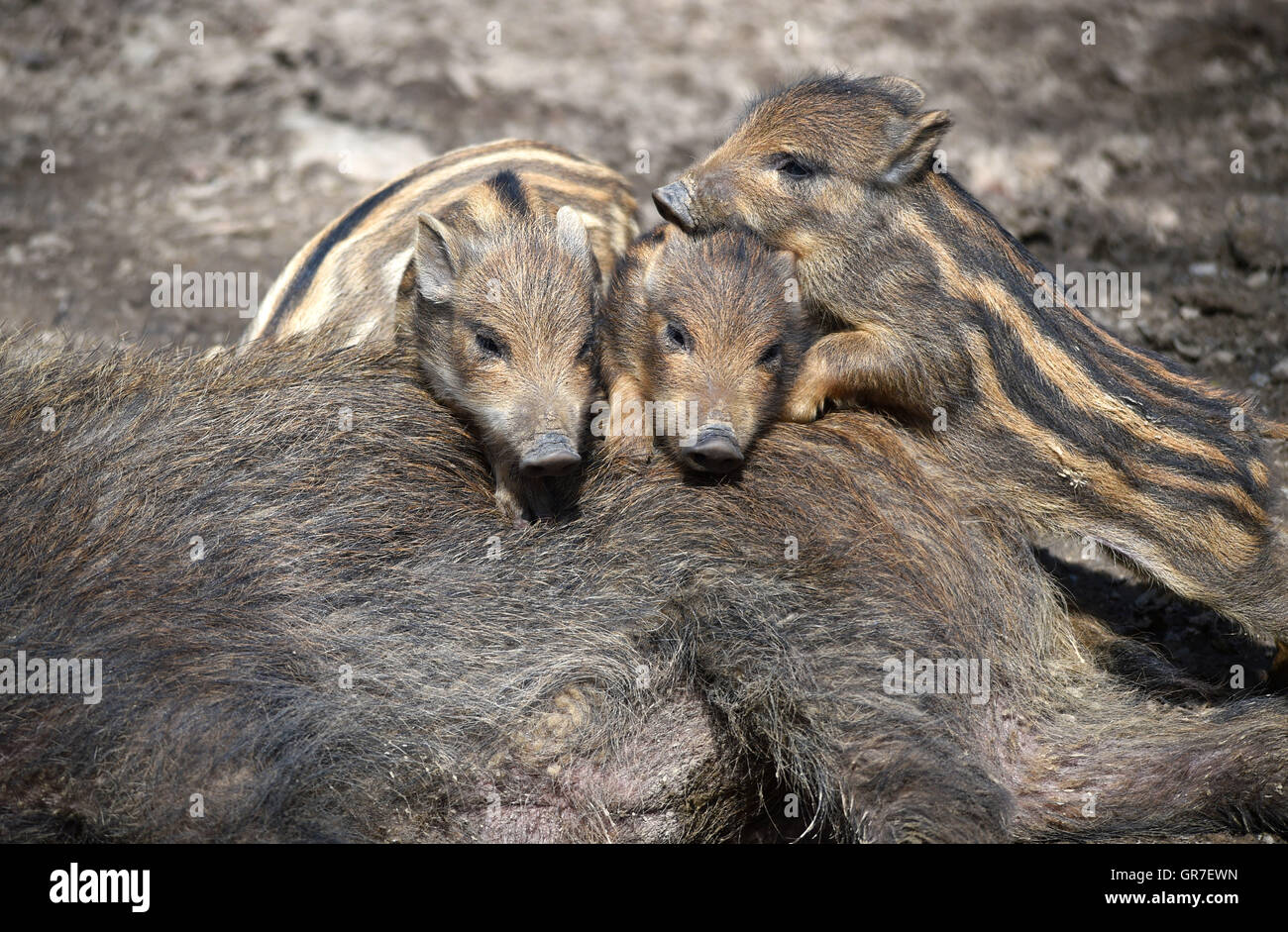 Piglet And Sleeping Boar Stock Photo - Alamy