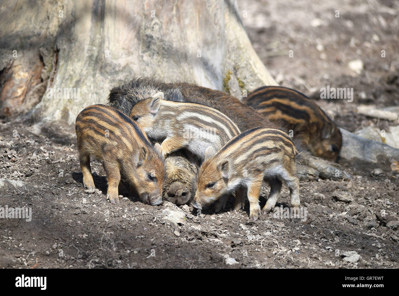 Piglet And Sleeping Boar Stock Photo - Alamy
