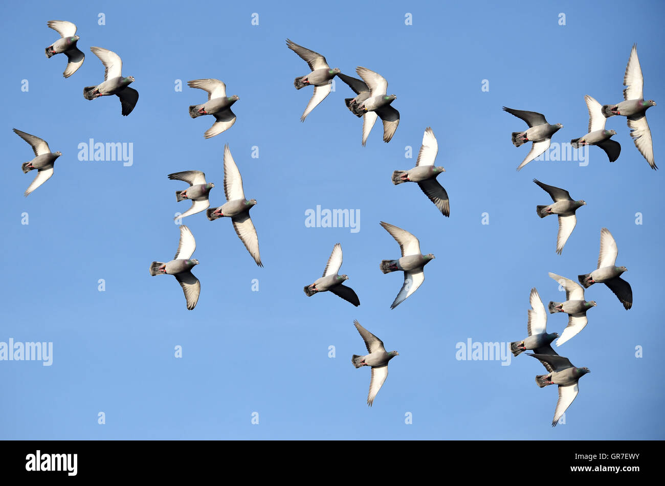Doves flying hi-res stock photography and images - Alamy