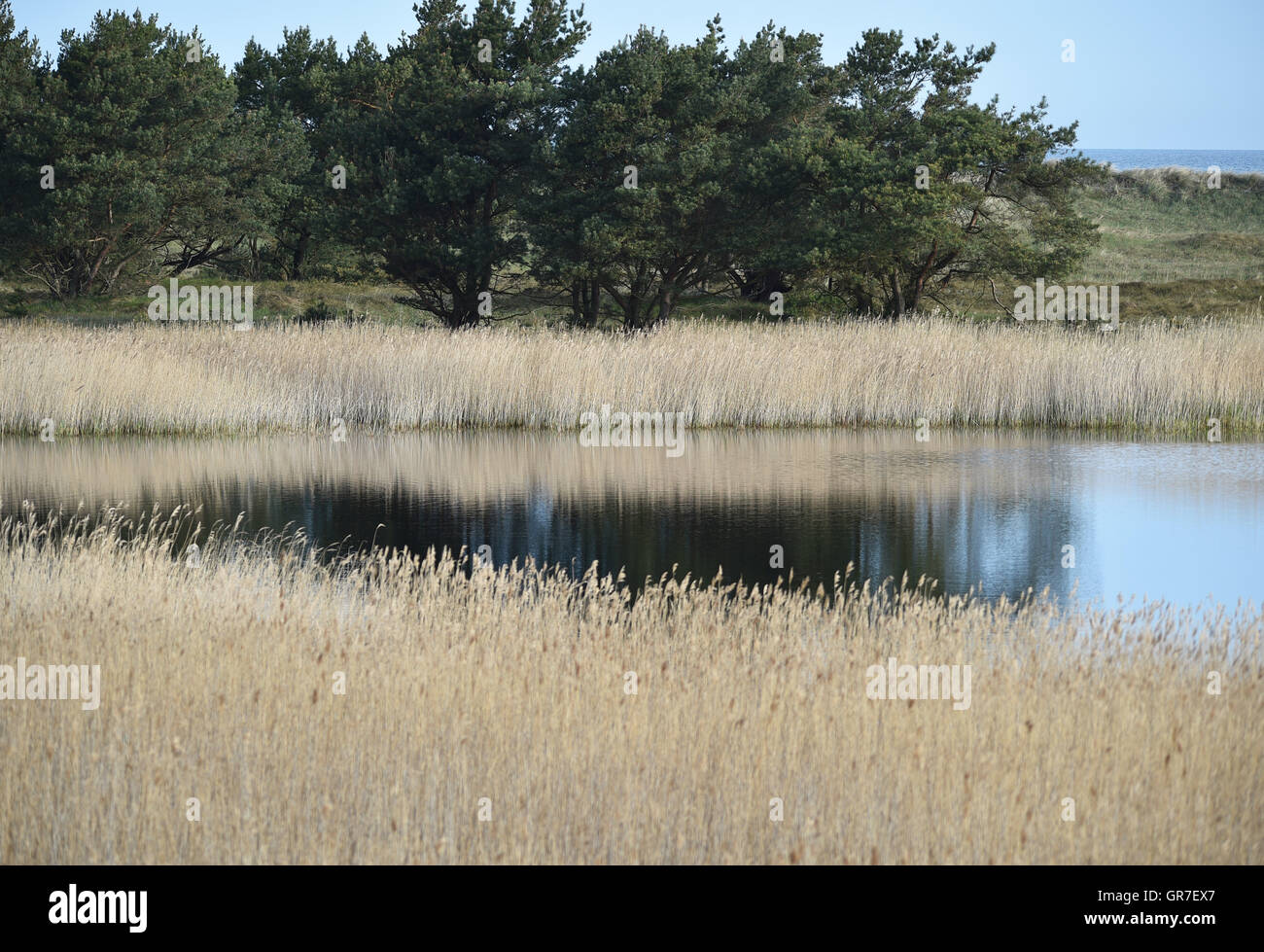 Reed Landscape Am Darß Stock Photo - Alamy