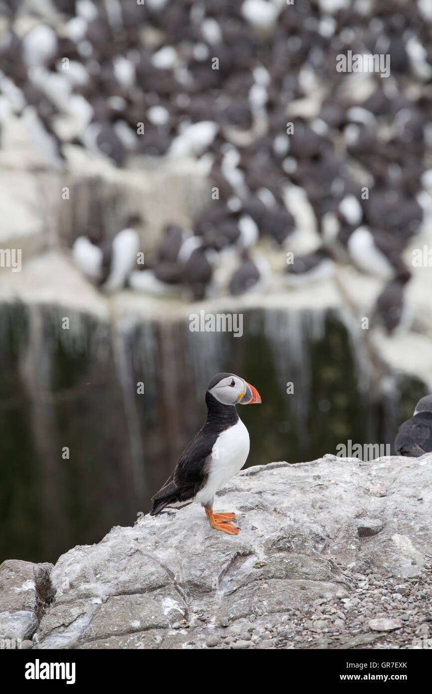 Atlantic puffins on a cliff hi-res stock photography and images - Alamy