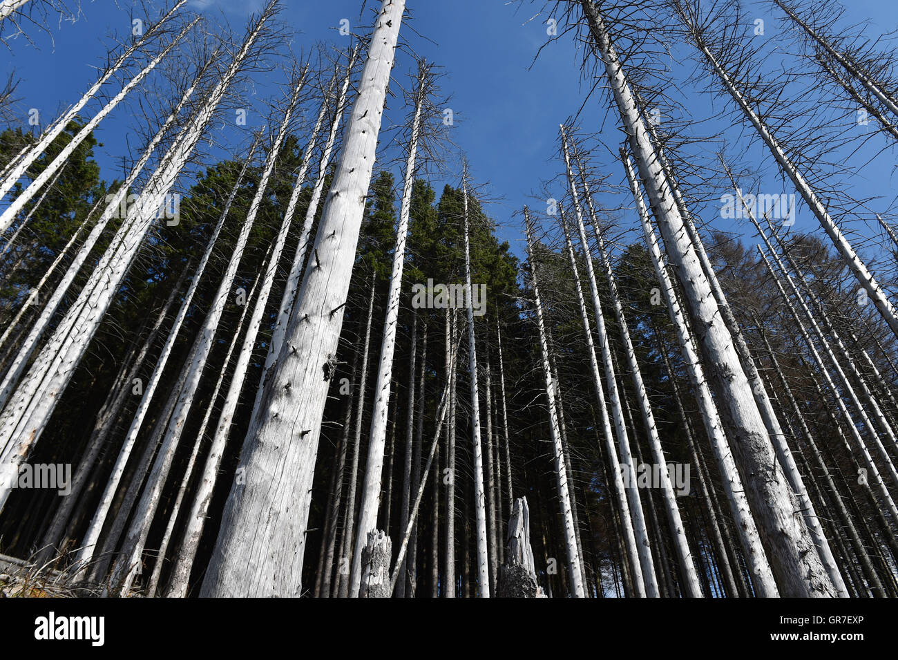 Death forest hi-res stock photography and images - Alamy