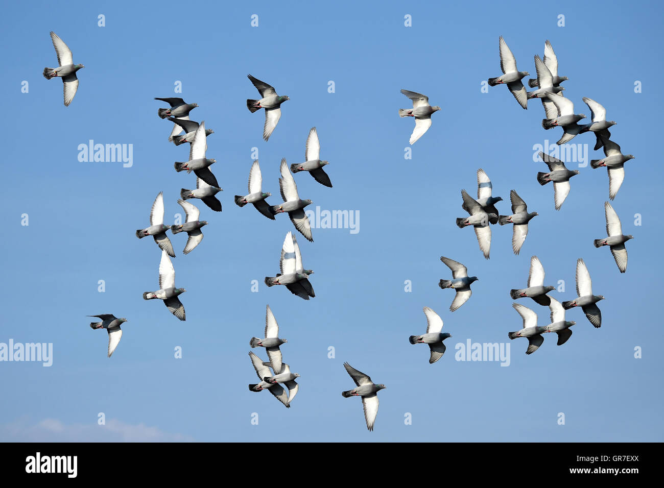 Doves flying hi-res stock photography and images - Alamy
