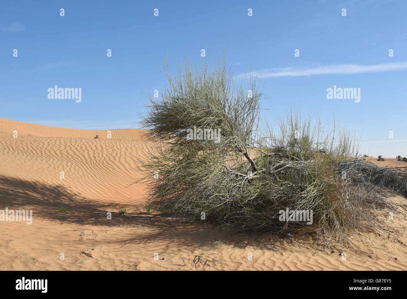 Semi Desert Stock Photos & Semi Desert Stock Images - Alamy