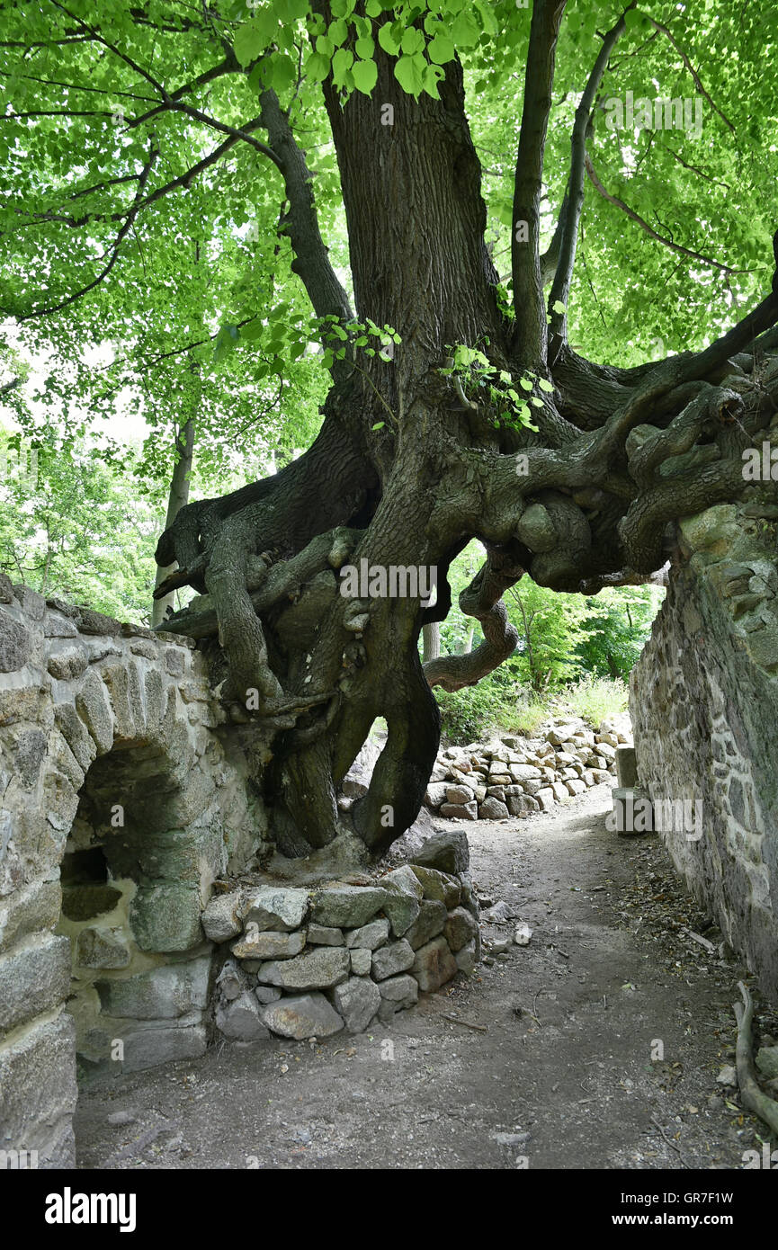 Roots Of A Linden Stock Photo - Alamy