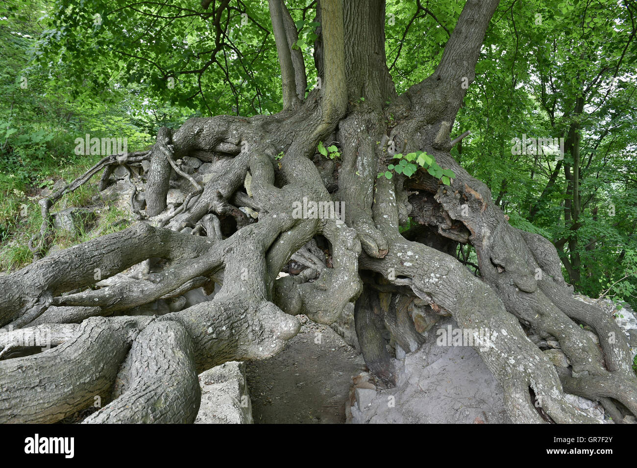 Root weave hi-res stock photography and images - Alamy