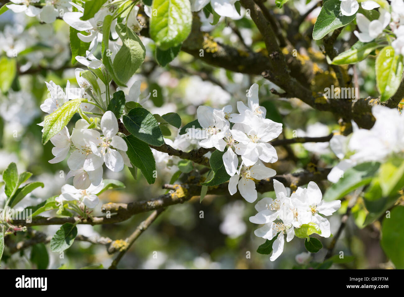 Obstbaum hi-res stock photography and images - Alamy
