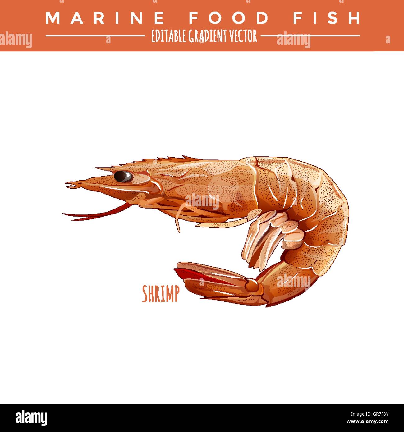 Cooked Shrimp. Marine Food Fish Stock Vector Image & Art - Alamy