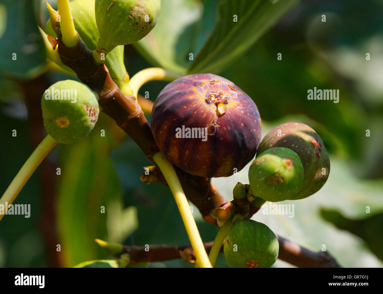 Ripe red fig on the branch Stock Photo - Alamy