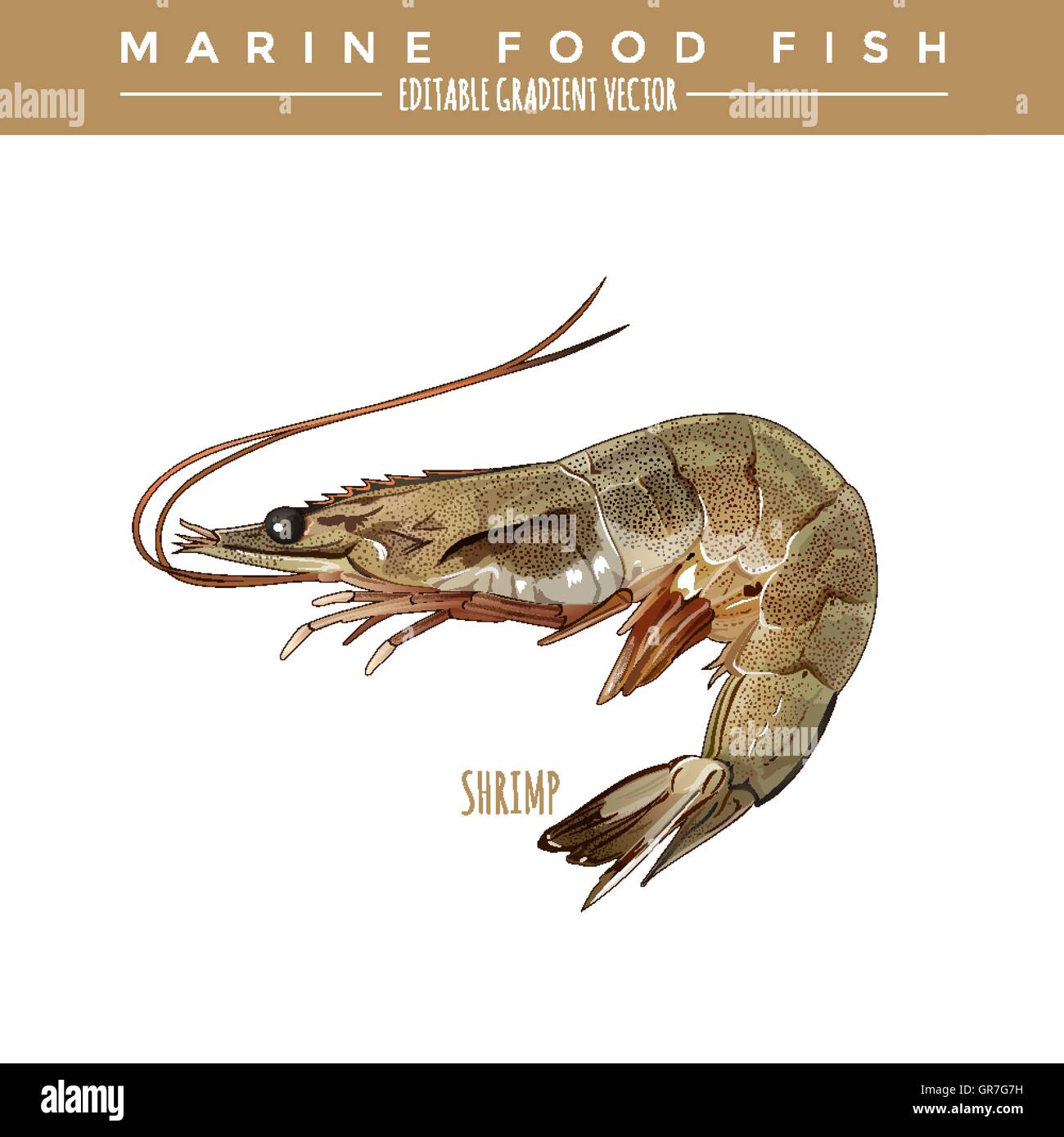 Shrimp. Marine Food Fish Stock Vector Image & Art - Alamy