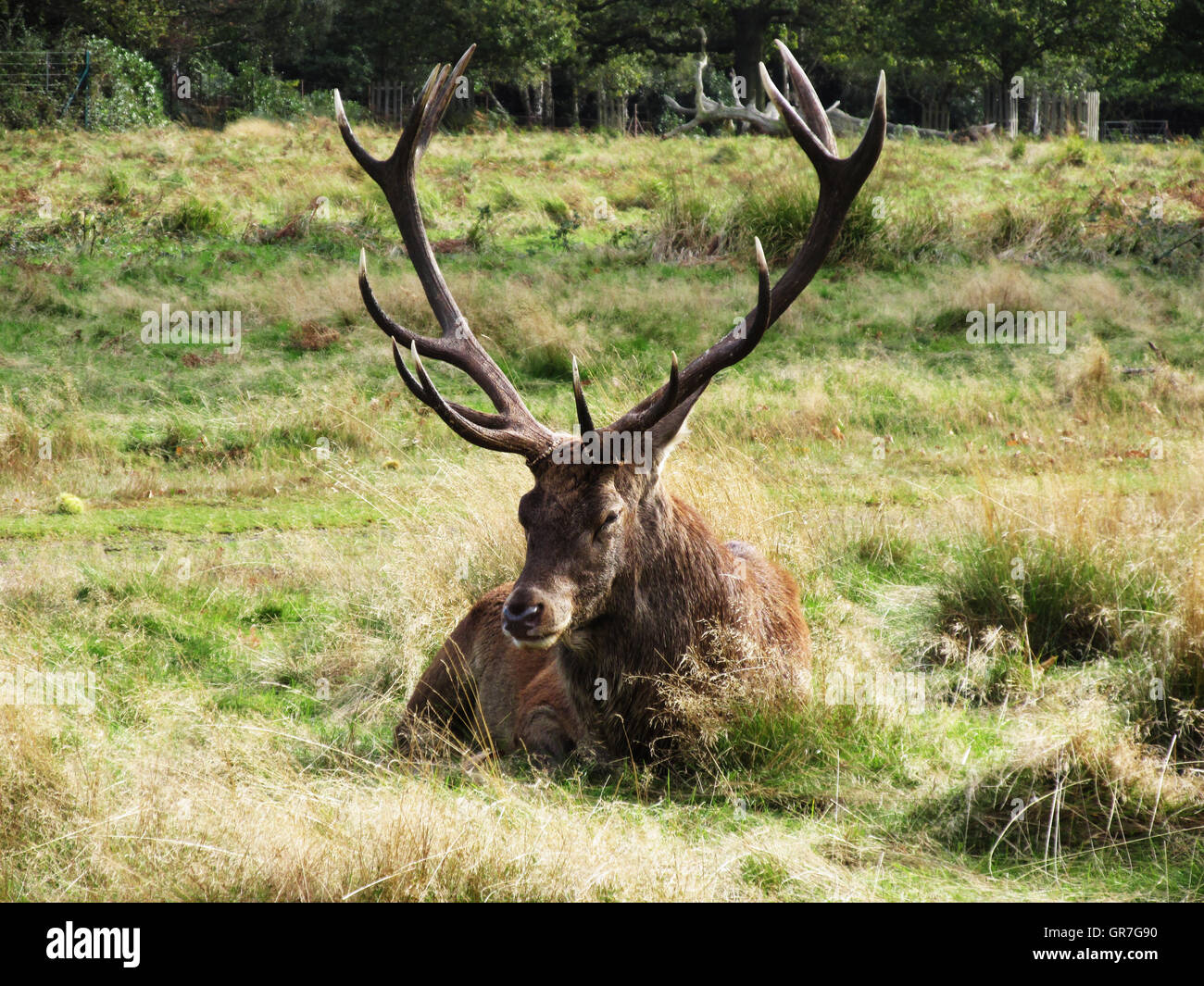 Stag in Richmond park from London Stock Photo - Alamy