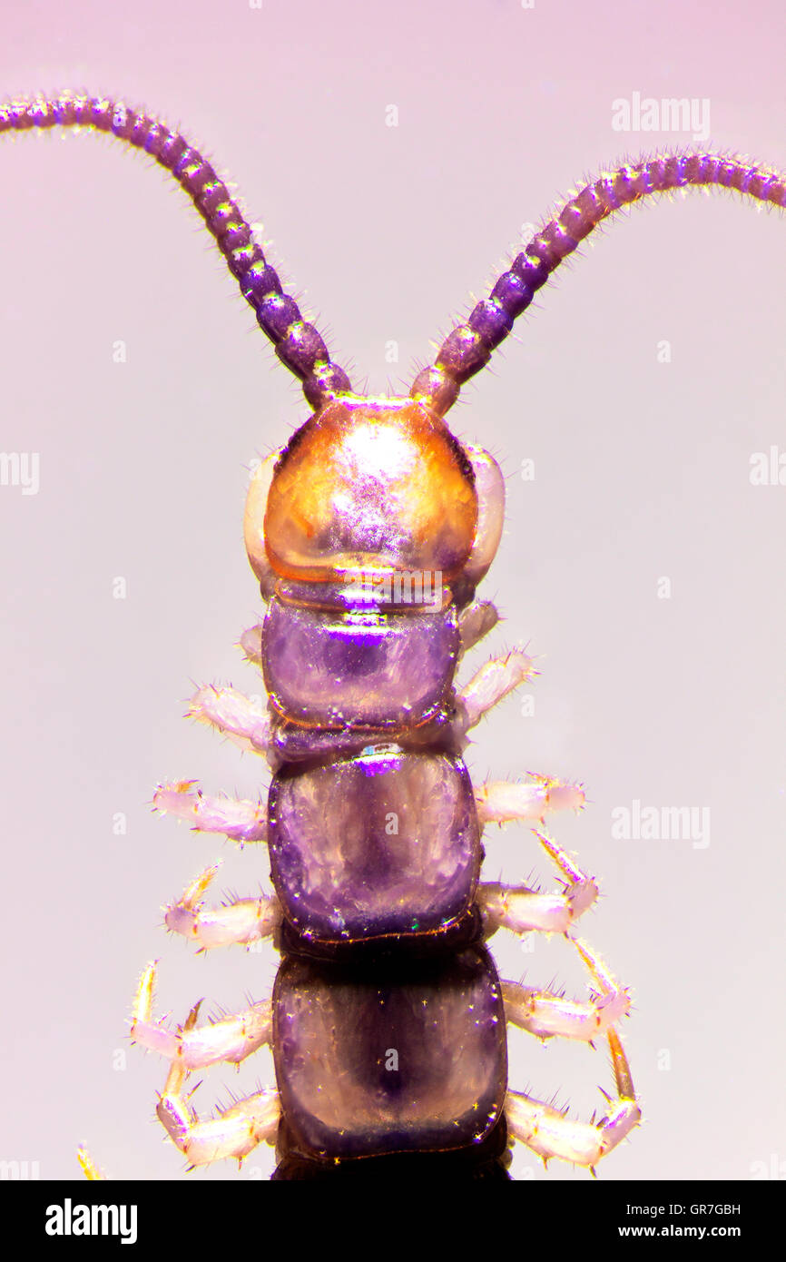 Centipedes and millipedes hi-res stock photography and images - Alamy