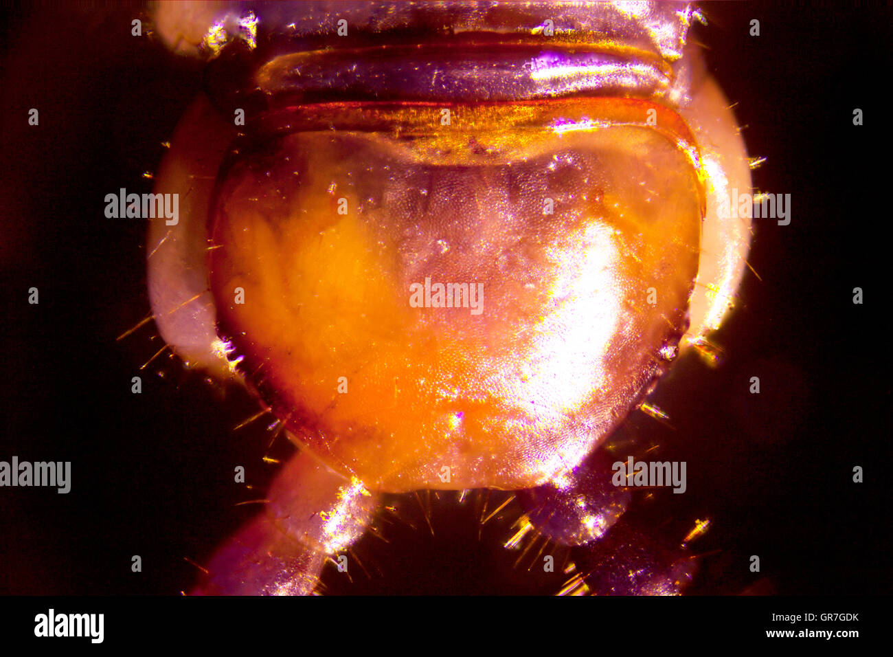 Millipedes and centipedes hi-res stock photography and images - Alamy