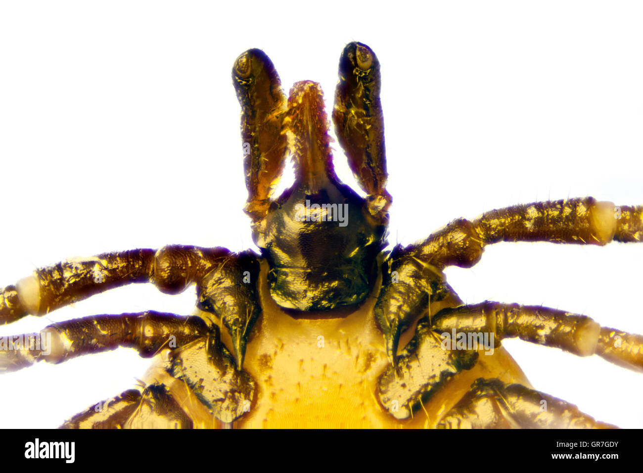 Micro insects hi-res stock photography and images - Alamy