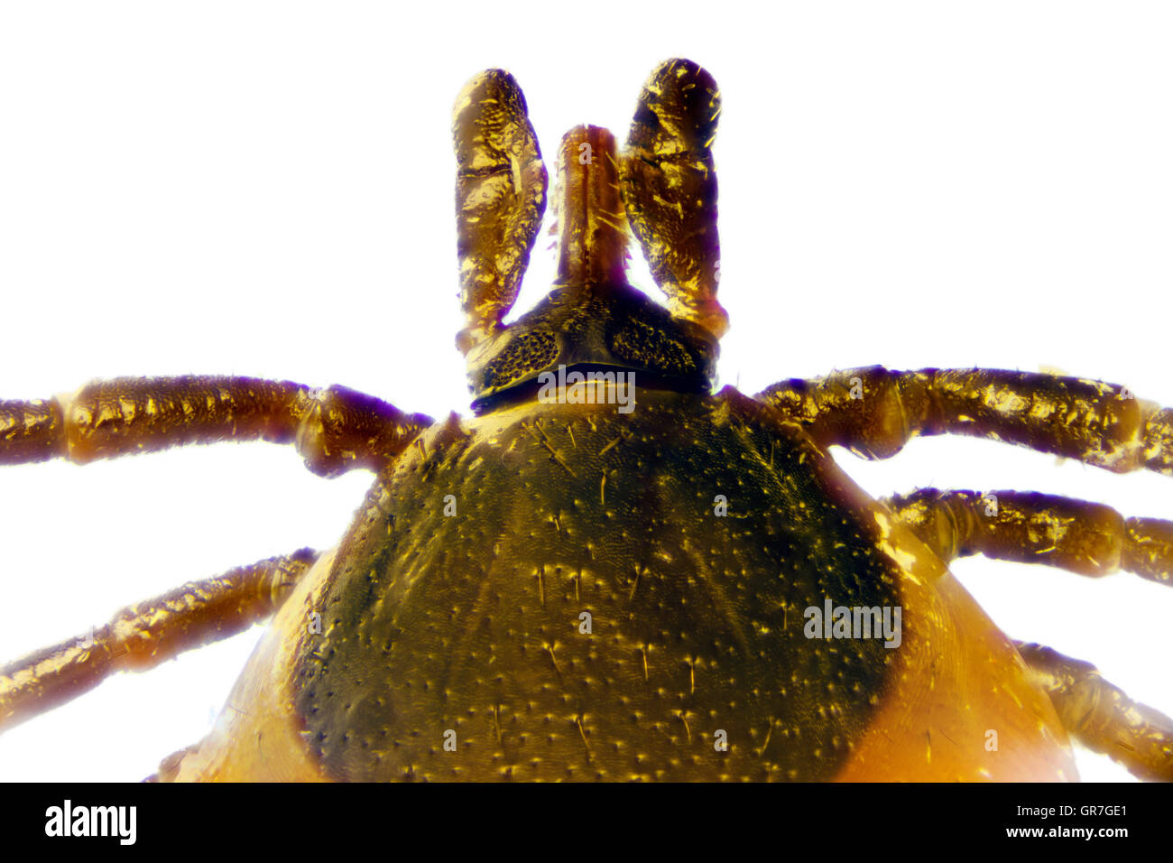 Micro Photo Of A Tick Stock Photo - Alamy