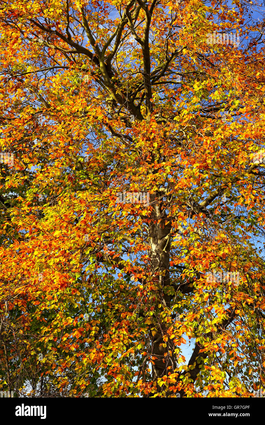 Fall Foliage Beech Tree High Resolution Stock Photography and Images ...