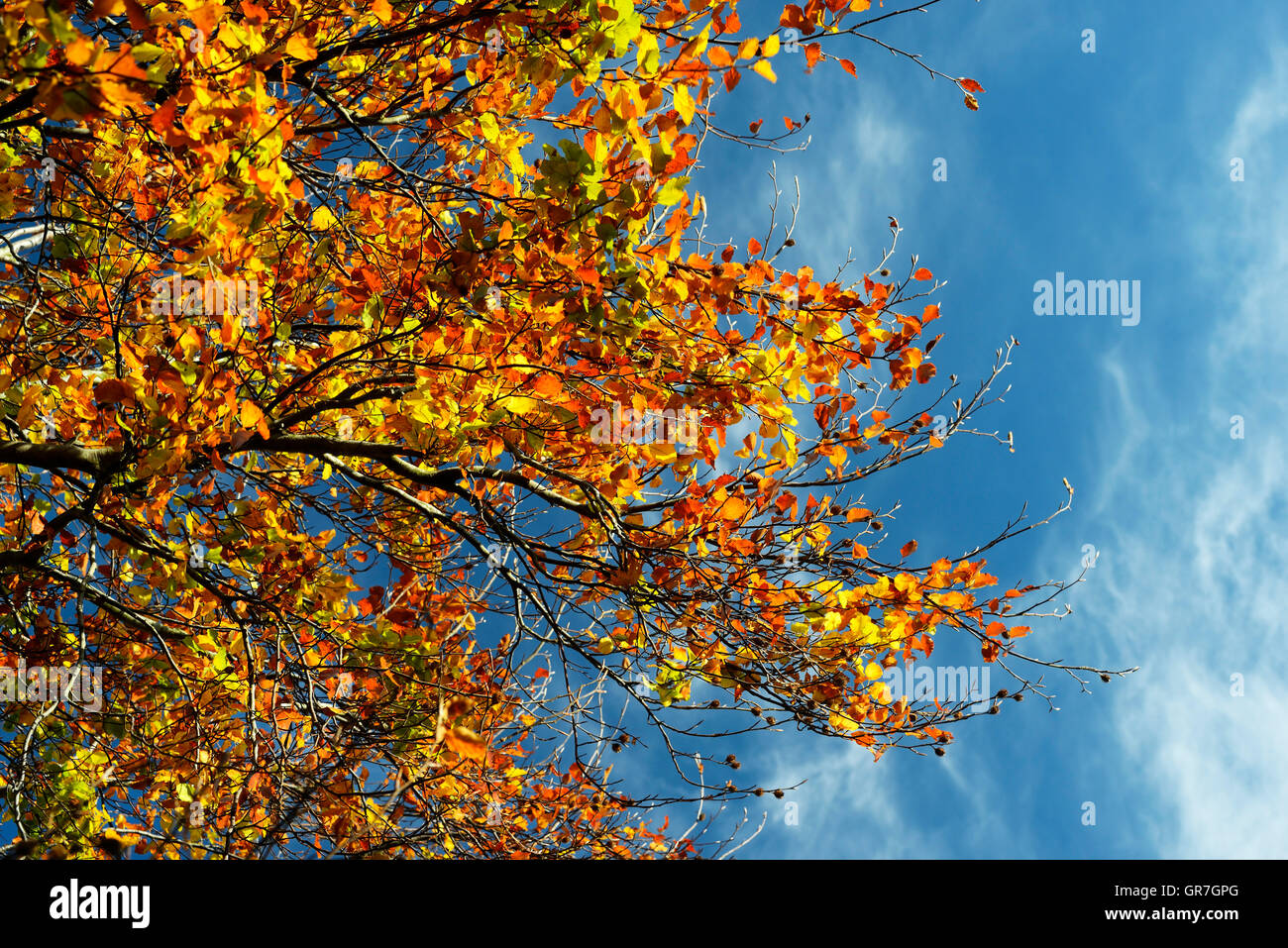 Fall foliage beech tree hi-res stock photography and images - Alamy