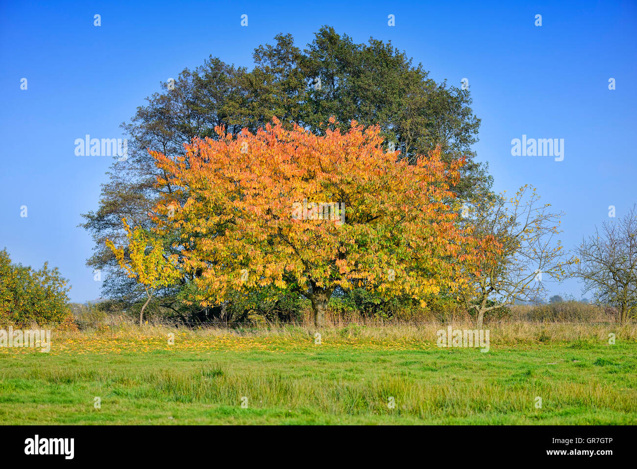 Autumn Cherry Tree High Resolution Stock Photography and Images - Alamy