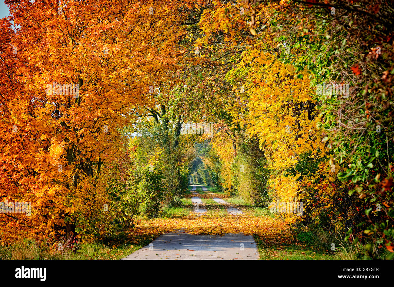 Germany autumn trees hi-res stock photography and images - Alamy