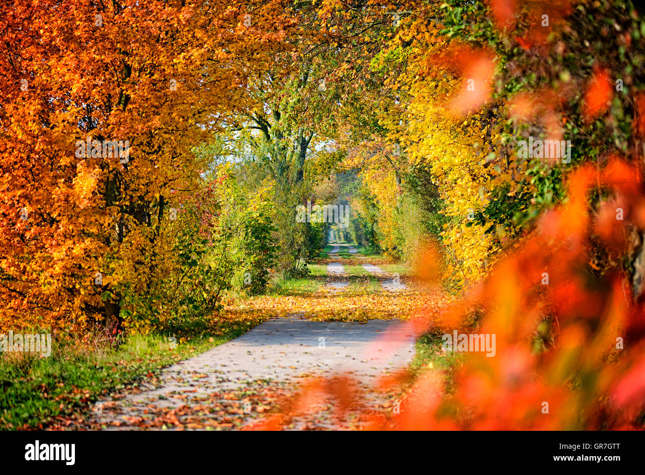 Autumn leaves and discolored tree leaves in autumn in germany hi-res ...