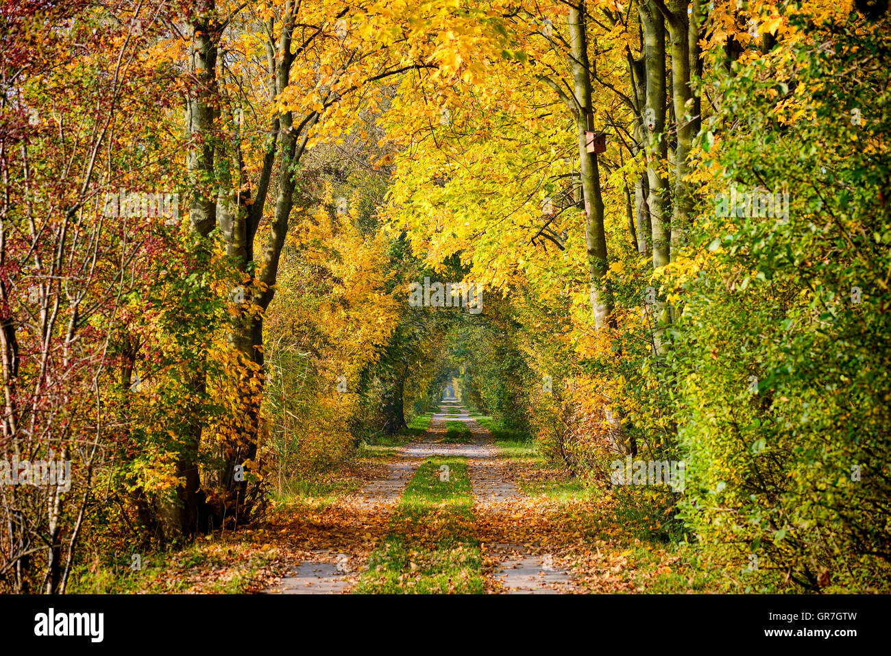 Autumn leaves and discolored tree leaves in autumn in germany hi-res ...
