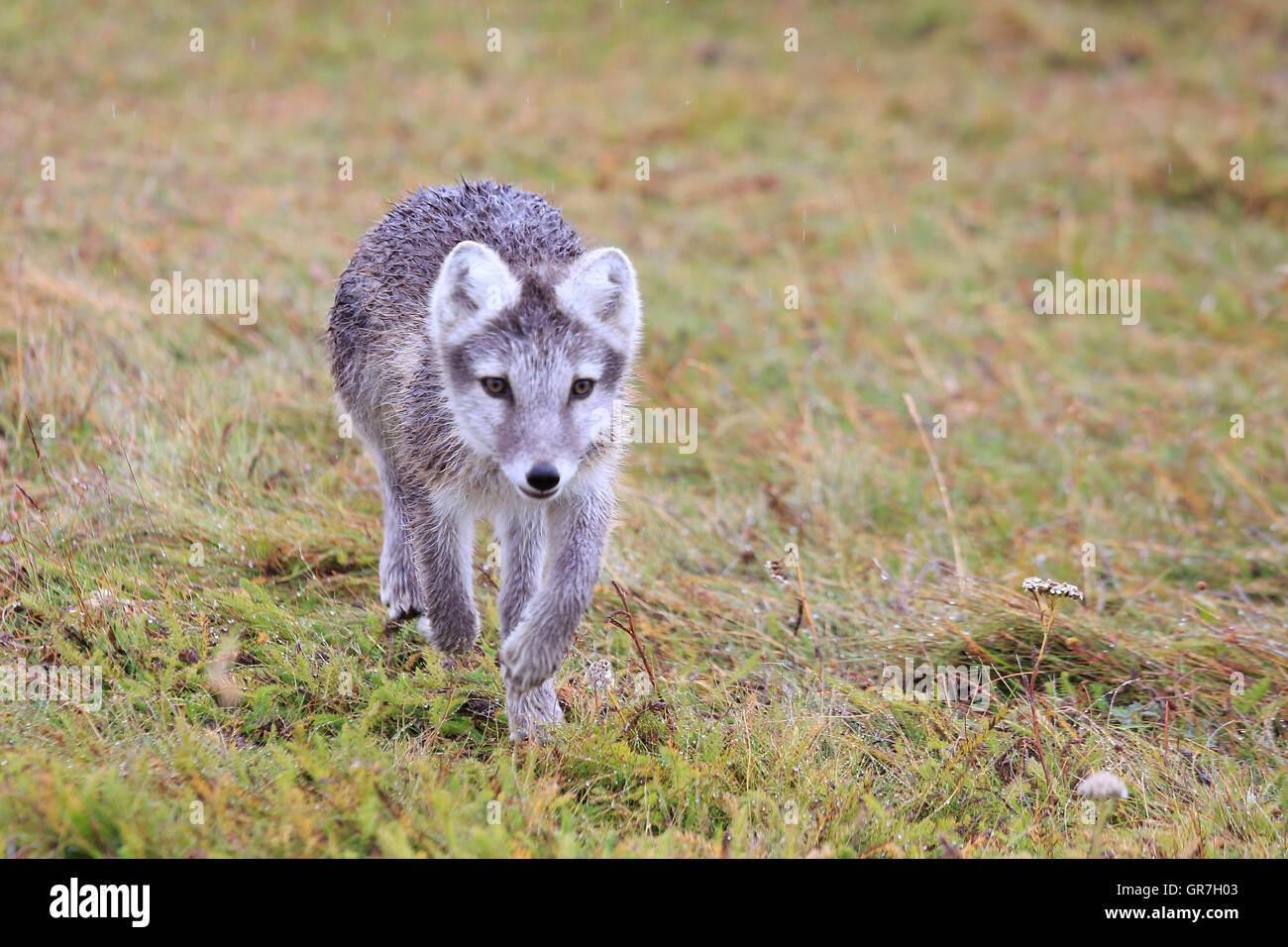 Habituated Arctic Fox cub in Iceland Stock Photo - Alamy