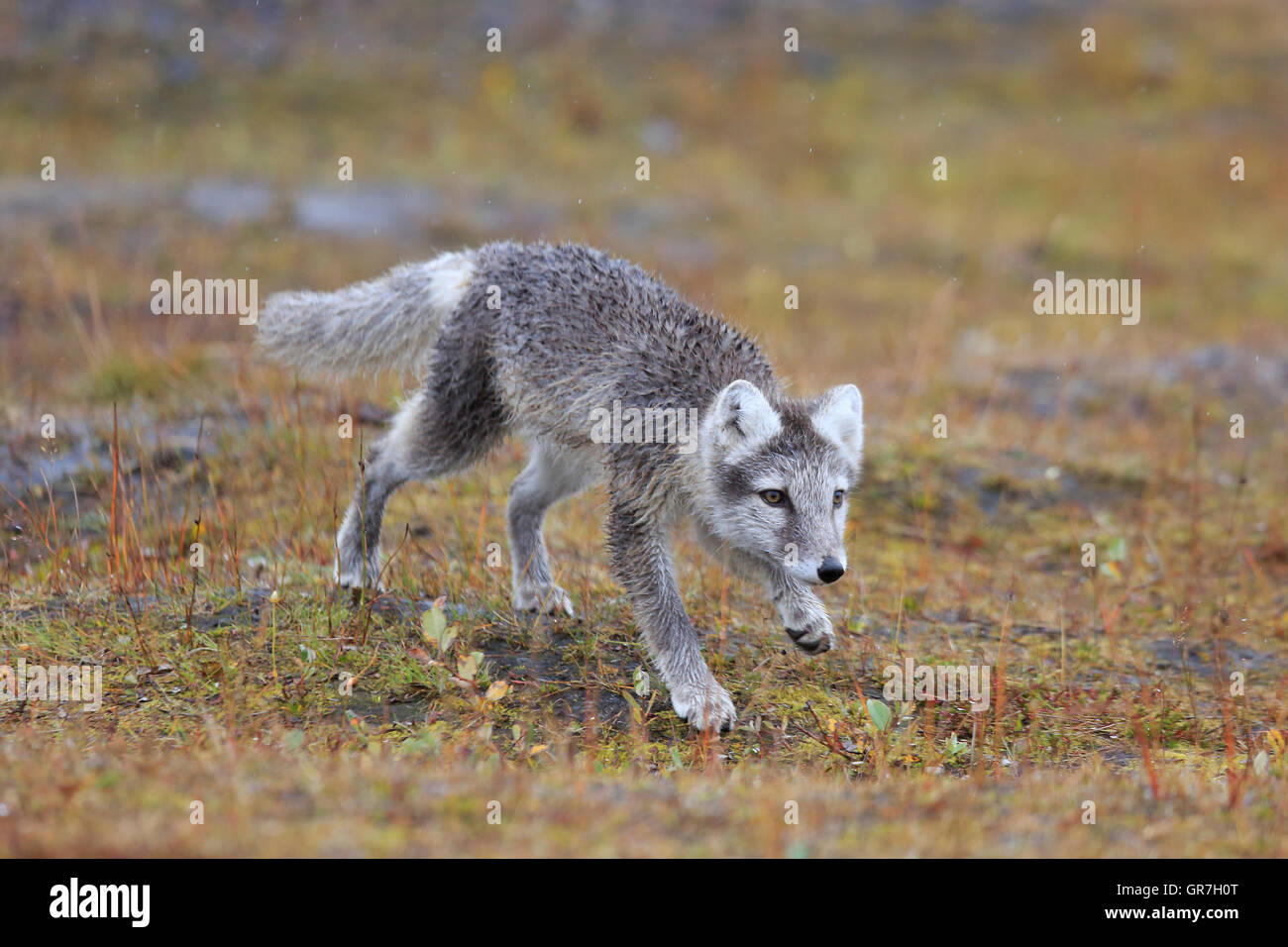 Arctic fox cub hi-res stock photography and images - Alamy