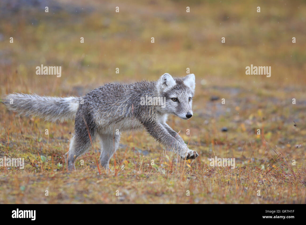 Habituated Arctic Fox cub in Iceland Stock Photo - Alamy