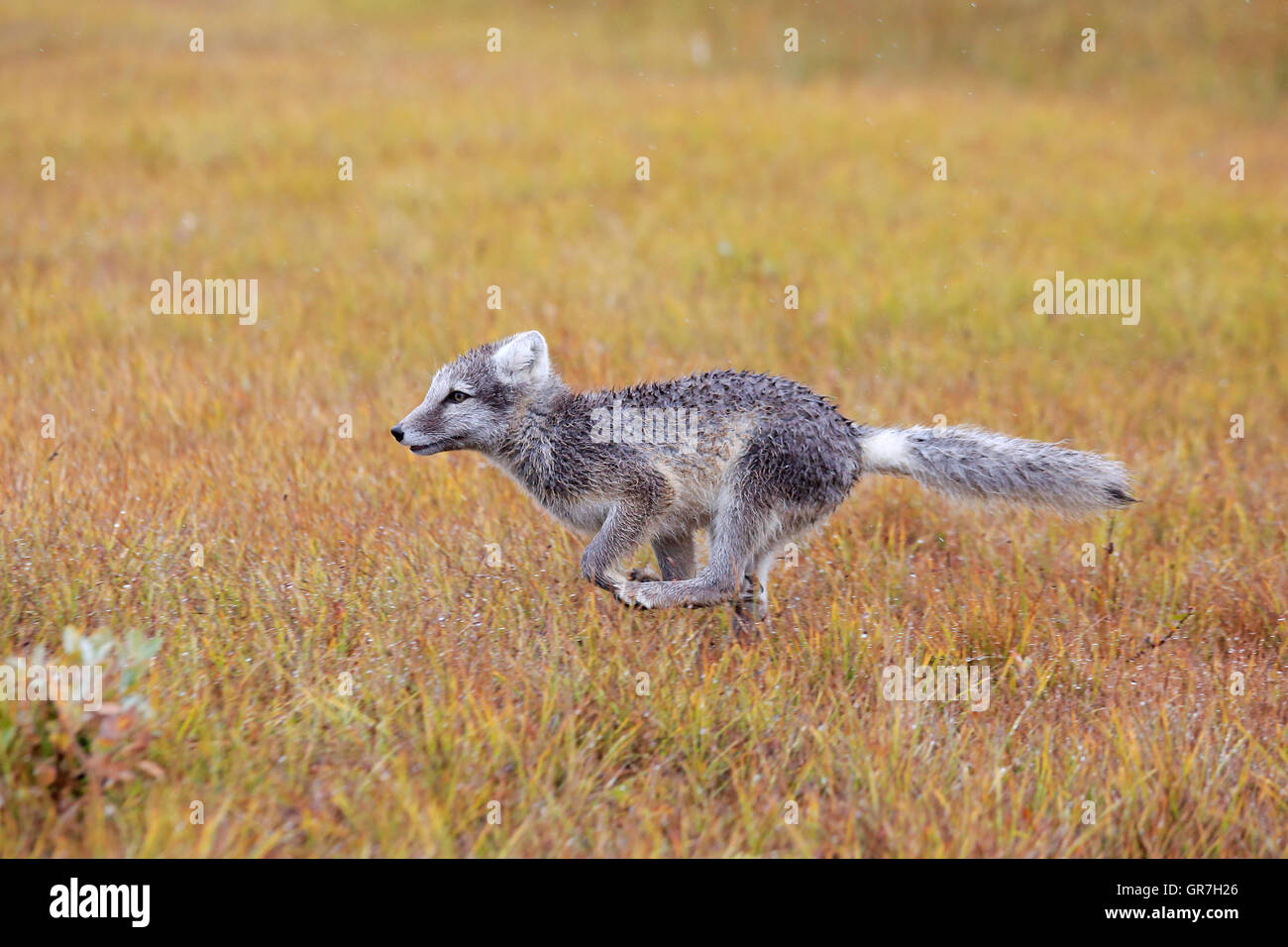 Arctic fox cub running hi-res stock photography and images - Alamy